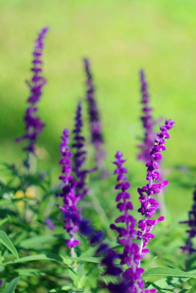 Fuzzy Purple Flower Identification